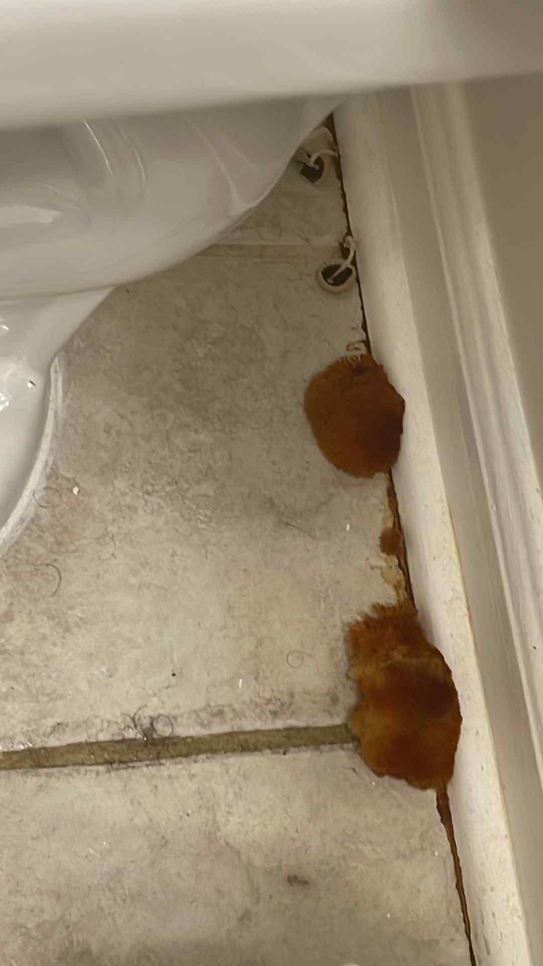 Top-Rated Mold Services in Wheaton - All Suburban Mold Services