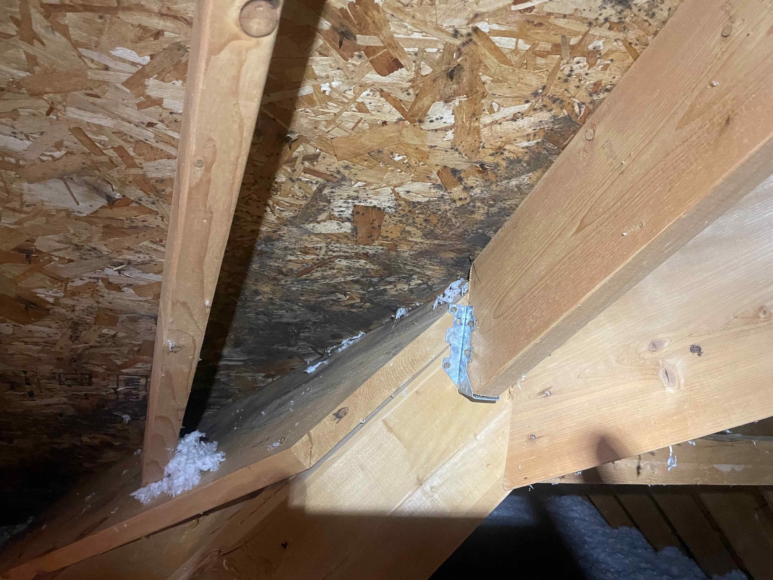 Top-Rated Mold Services in Wheaton - All Suburban Mold Services